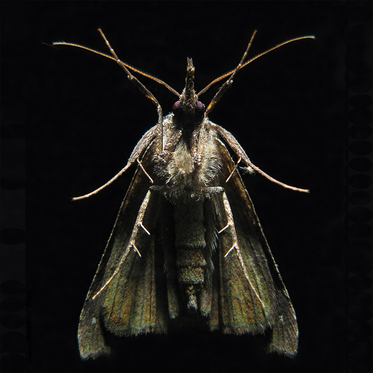 Warrior Moth | diana hobson